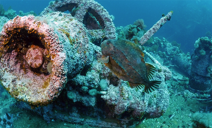Photos from beneath Bell Island, Newfoundland | Canadian Geographic