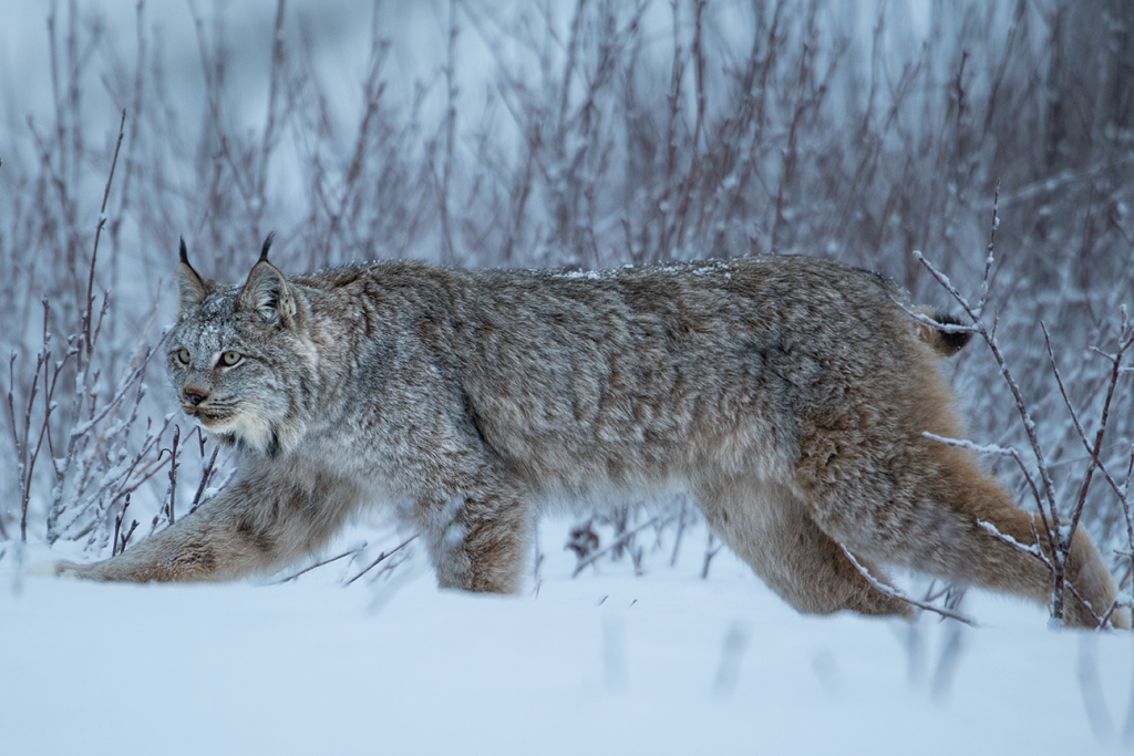 Into the wintry kingdom of the Canada lynx | Canadian Geographic