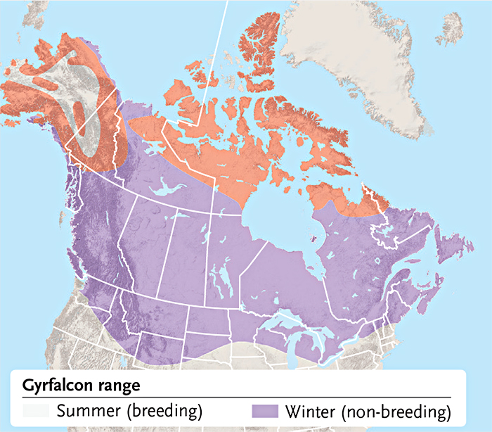 Dwindling gyrfalcon populations | Canadian Geographic
