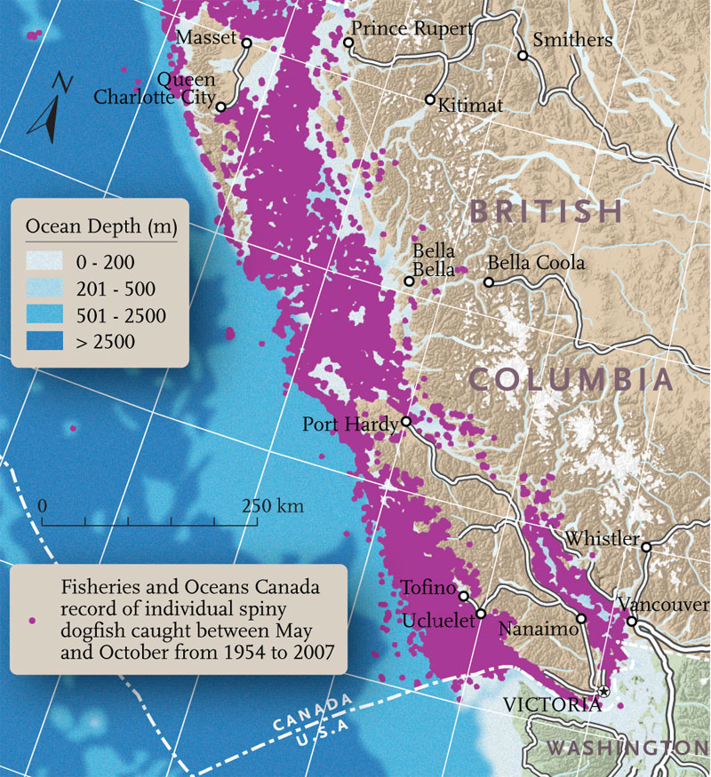 The great green shark hunt | Canadian Geographic