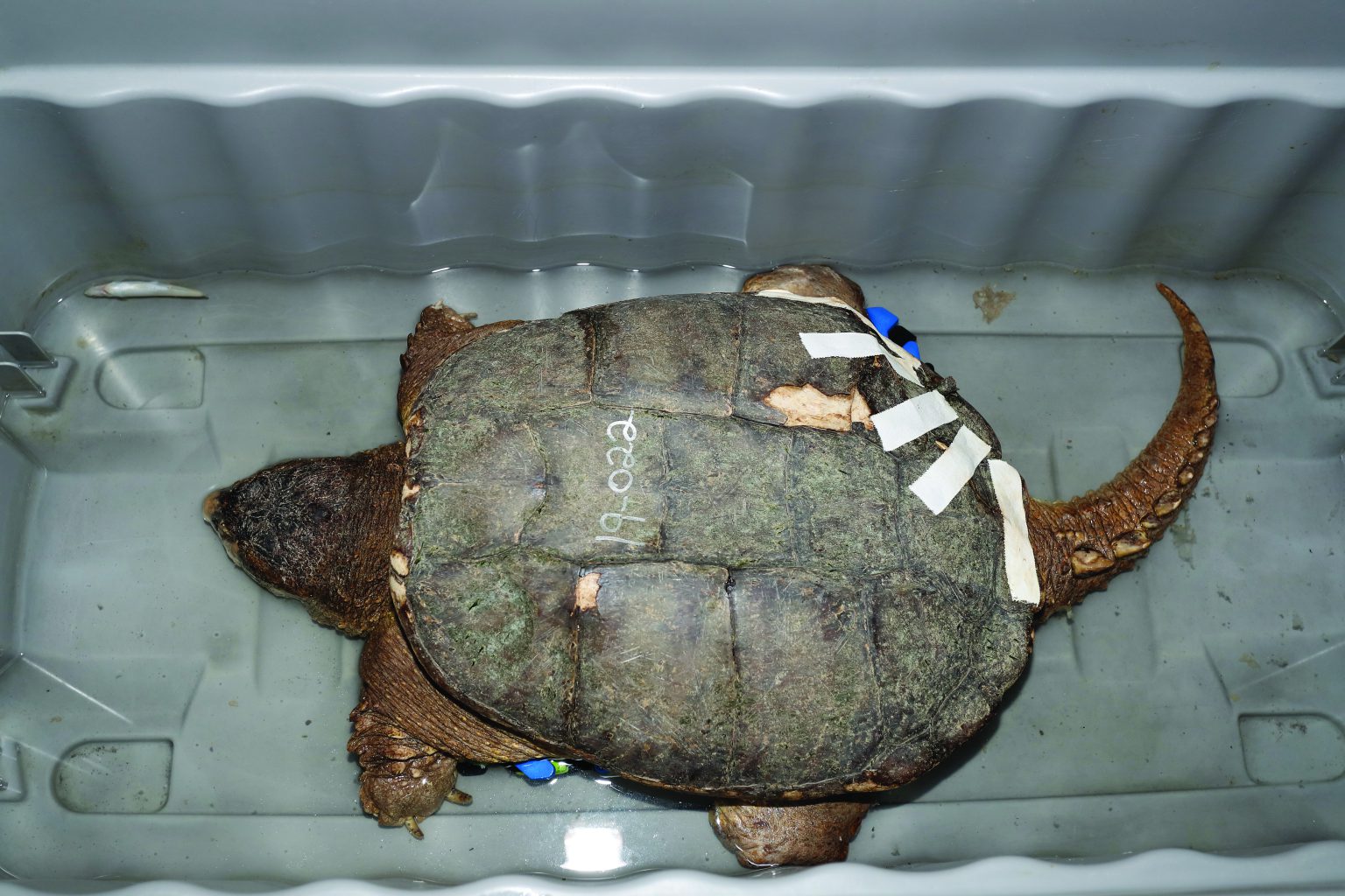 How to fix a turtle | Canadian Geographic