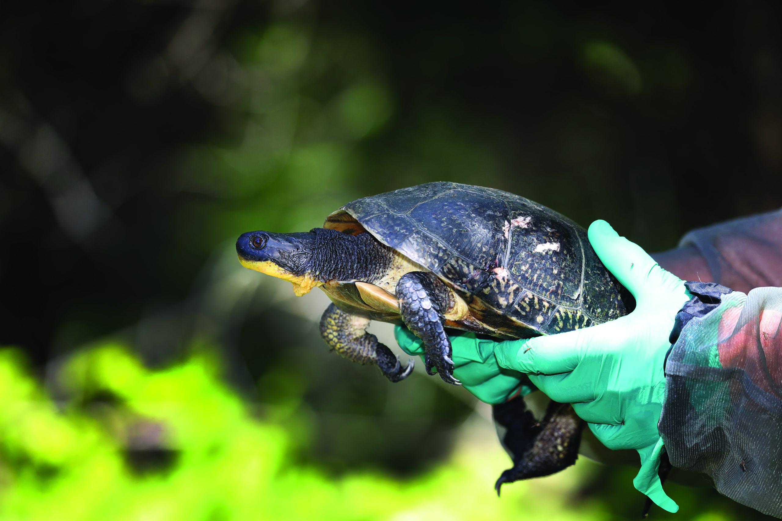 How to fix a turtle | Canadian Geographic