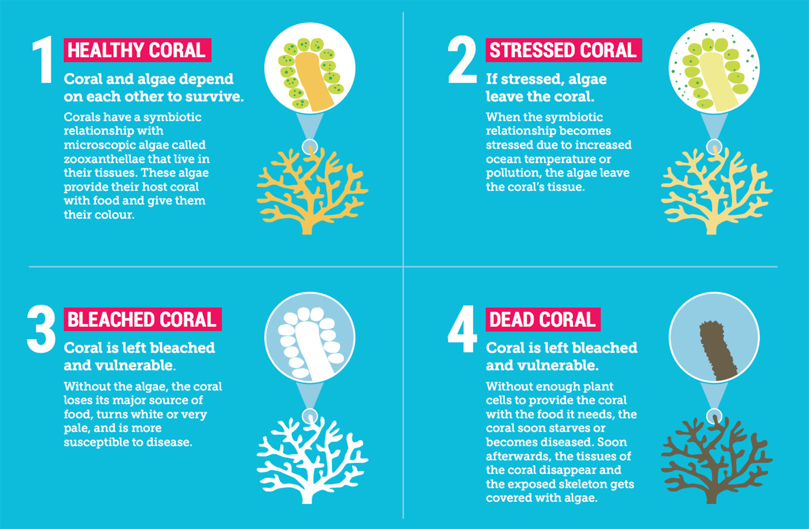 Canadians helping save coral | Canadian Geographic