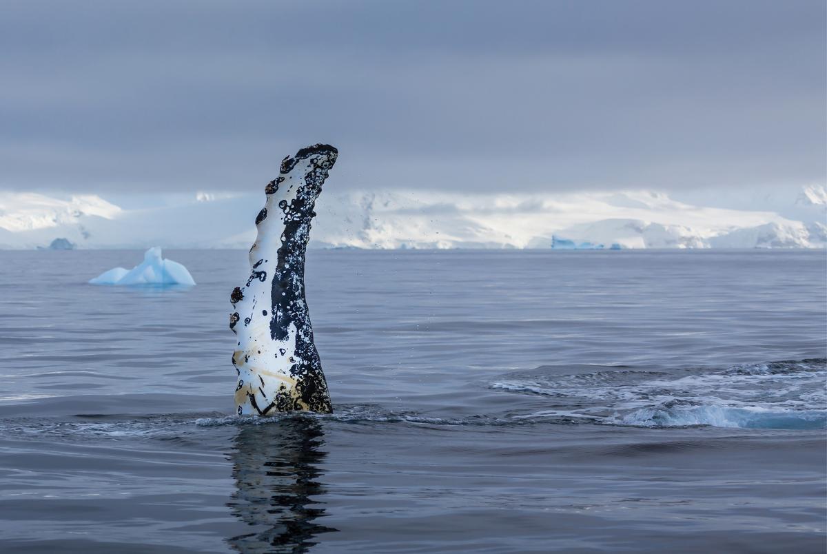 9 ocean stories to mark the UN Decade of Ocean Science | Canadian ...