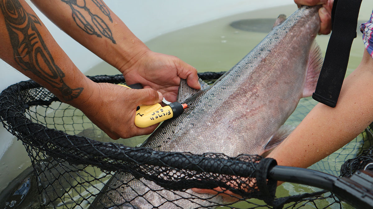 Insurmountable: The battle to bring a salmon run home | Canadian Geographic