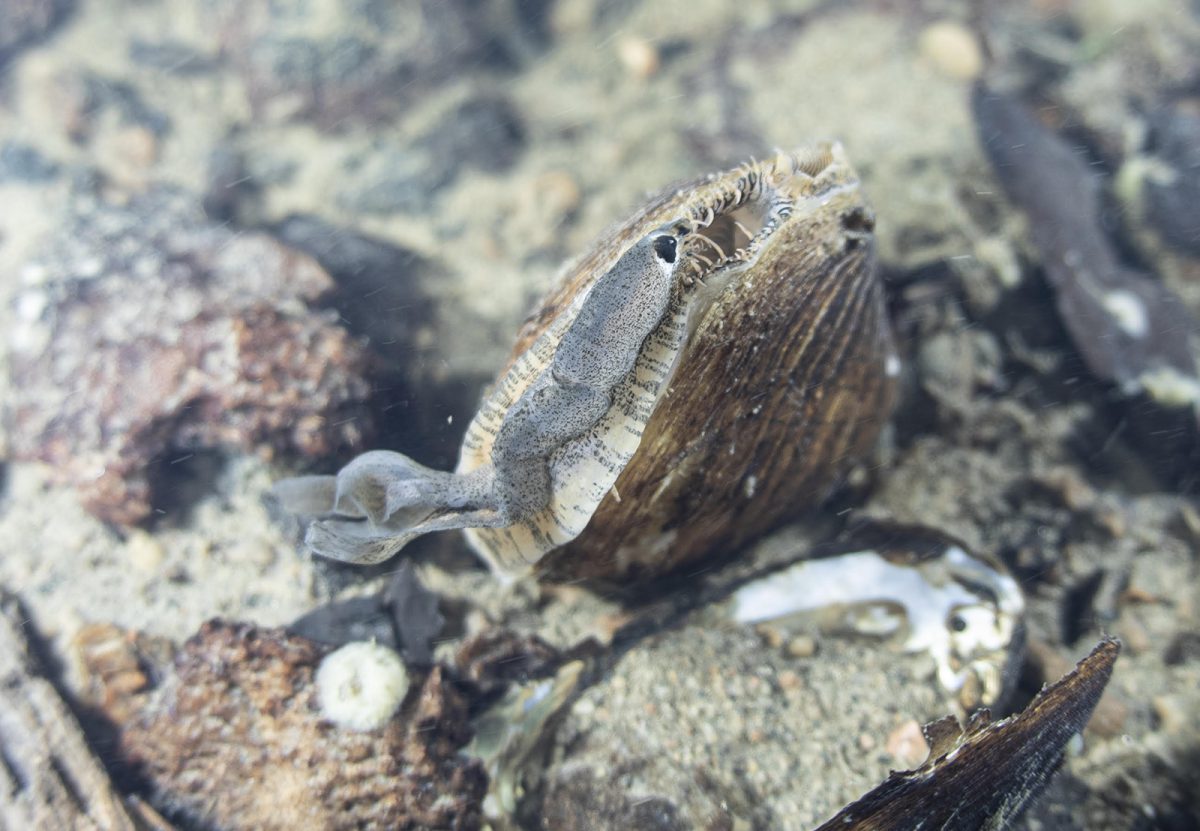 Lessons in interconnectivity: Ottawa River mussels | Canadian Geographic