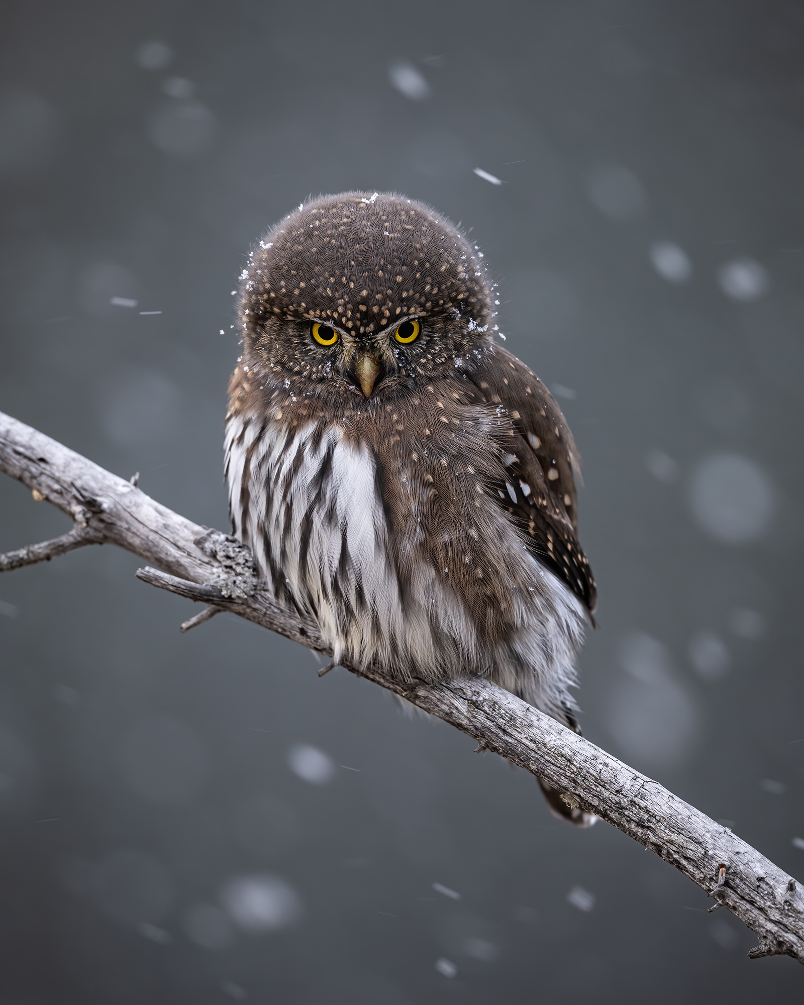 Announcing the winners of the 2019 Canadian Wildlife Photography of the ...