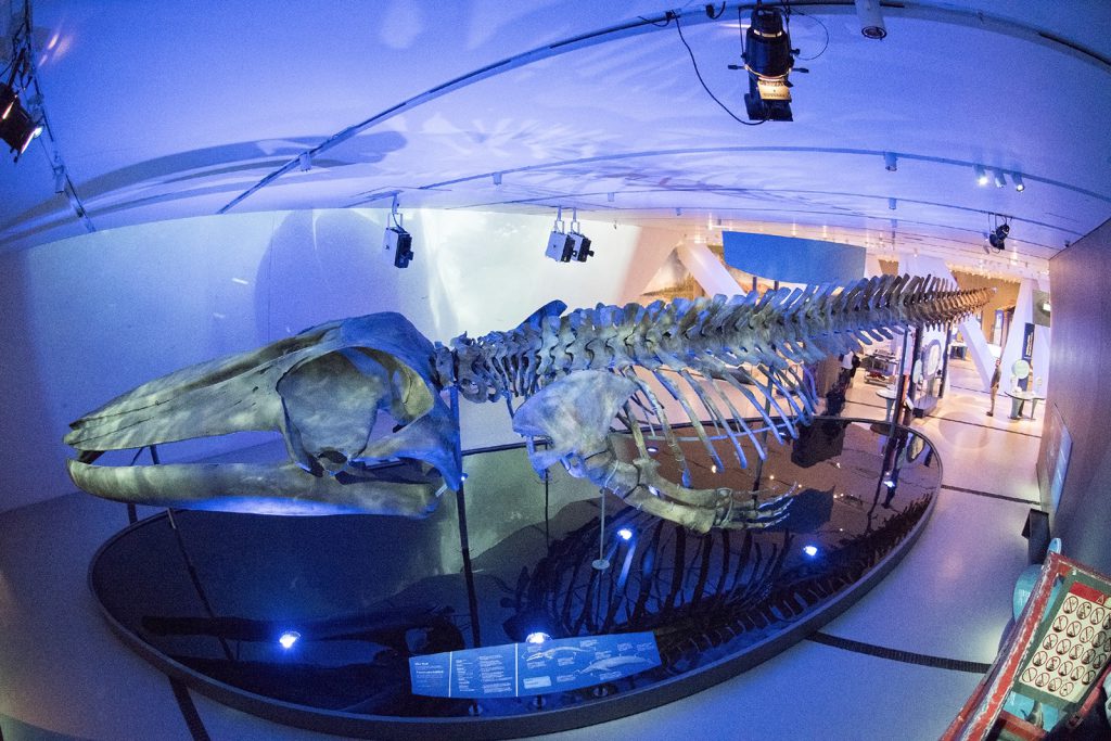 Blue whale exhibition opens at Royal Ontario Museum | Canadian Geographic
