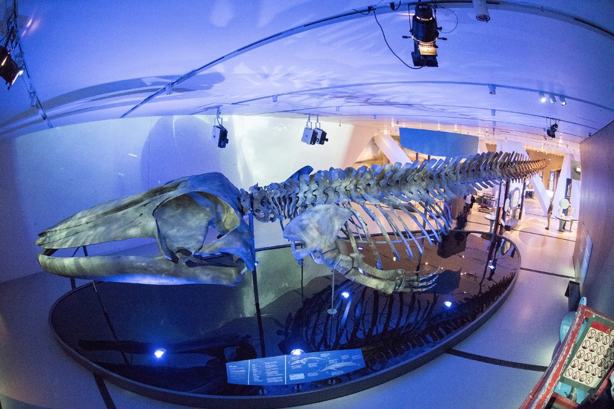 Blue whale exhibition opens at Royal Ontario Museum | Canadian Geographic
