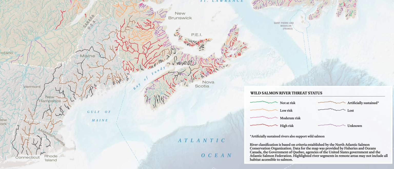 Mapping the threat status of wild Atlantic salmon | Canadian Geographic