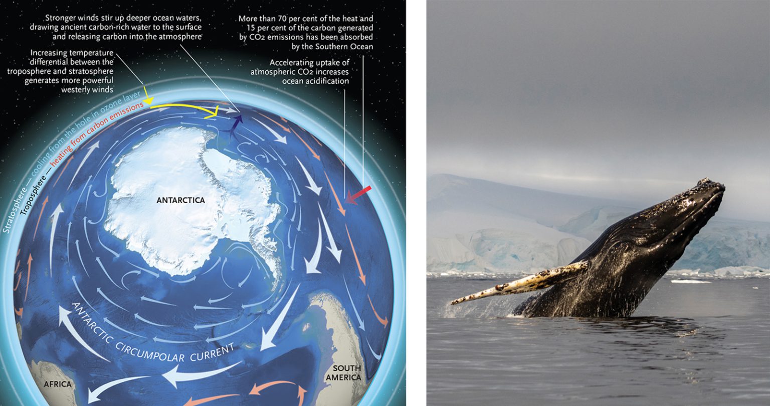 “There’s no coming back from this:” Why the global ocean crisis ...