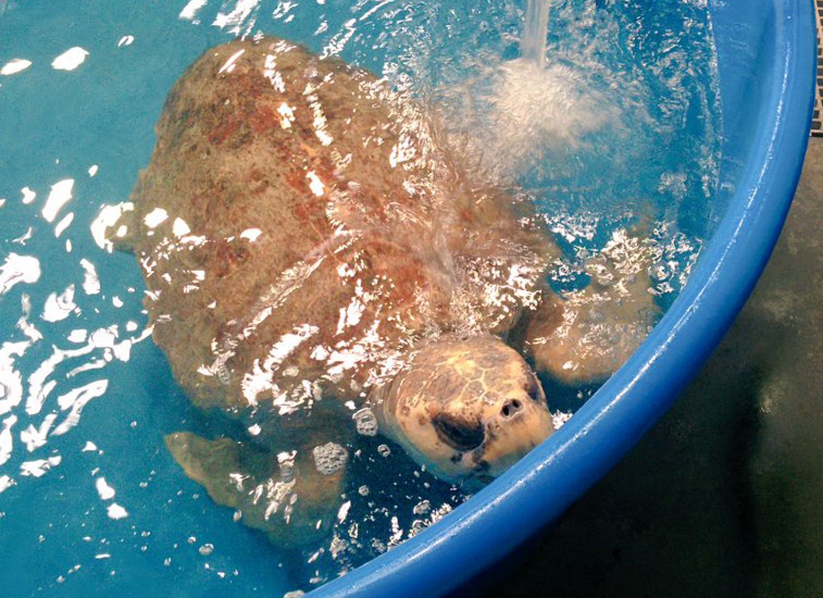 Inside North Carolina’s sea turtle sanctuary | Canadian Geographic