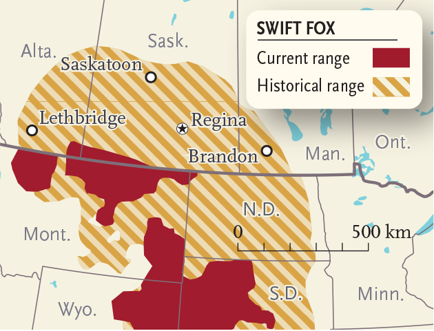 Resurgence of the swift fox | Canadian Geographic