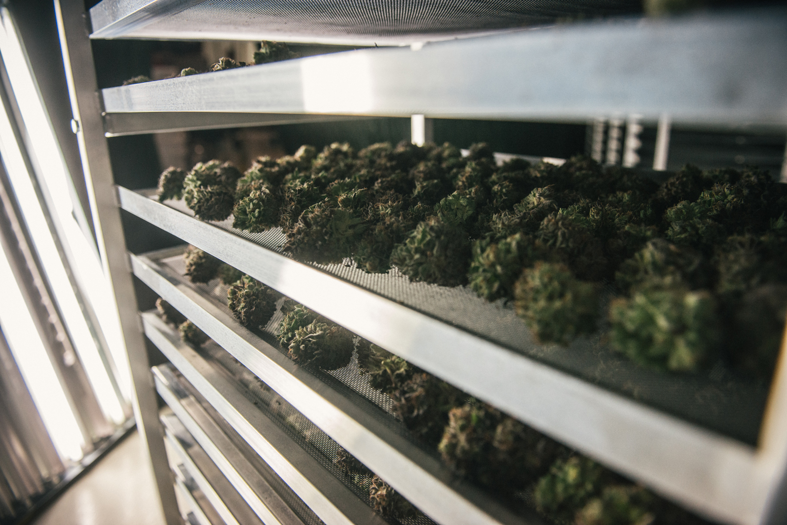 Photos: Inside a medical marijuana grow operation | Canadian Geographic