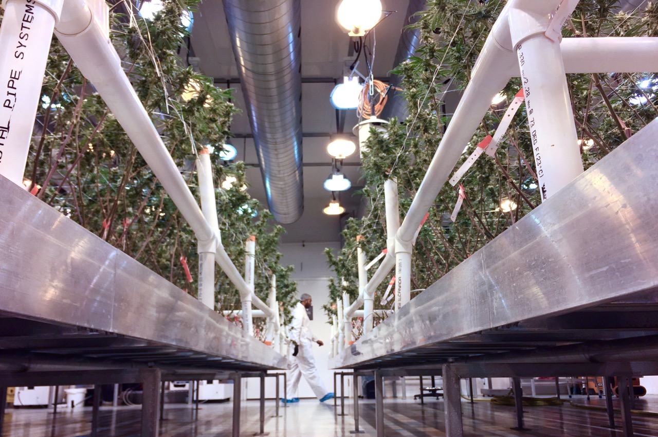 Photos: Inside a medical marijuana grow operation | Canadian Geographic