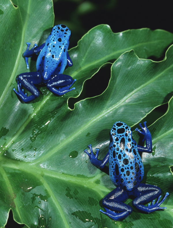 Canadian Museum of Nature welcomes colourful frogs | Canadian Geographic