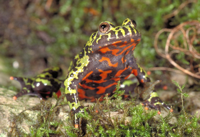Canadian Museum of Nature welcomes colourful frogs | Canadian Geographic