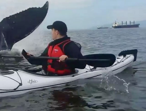 Video of the Week: Vancouver kayaker has close encounter with whale ...