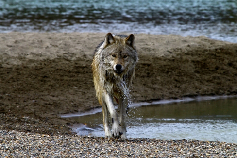 Wolf cull in British Columbia spawns controversy | Canadian Geographic