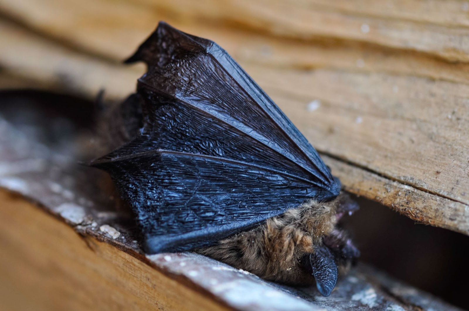 Walrus watching, sleepy bats and lost petrels | Canadian Geographic