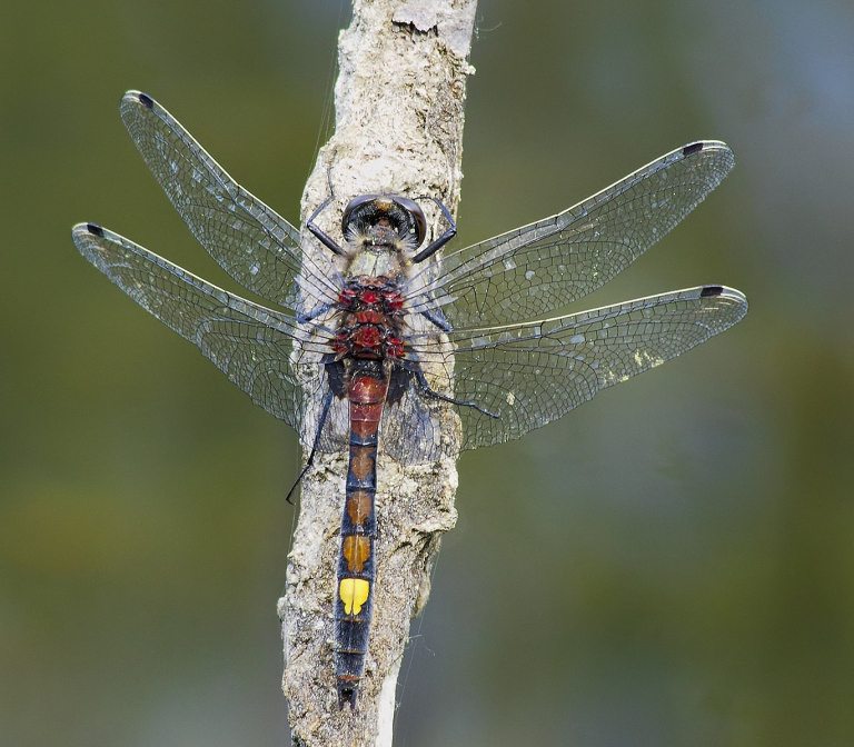 Wildlife Wednesday: bison babies, a sled dog’s dinner and saving “the ...
