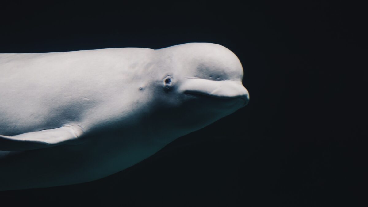 Is this the year we see a baby narluga? | Canadian Geographic