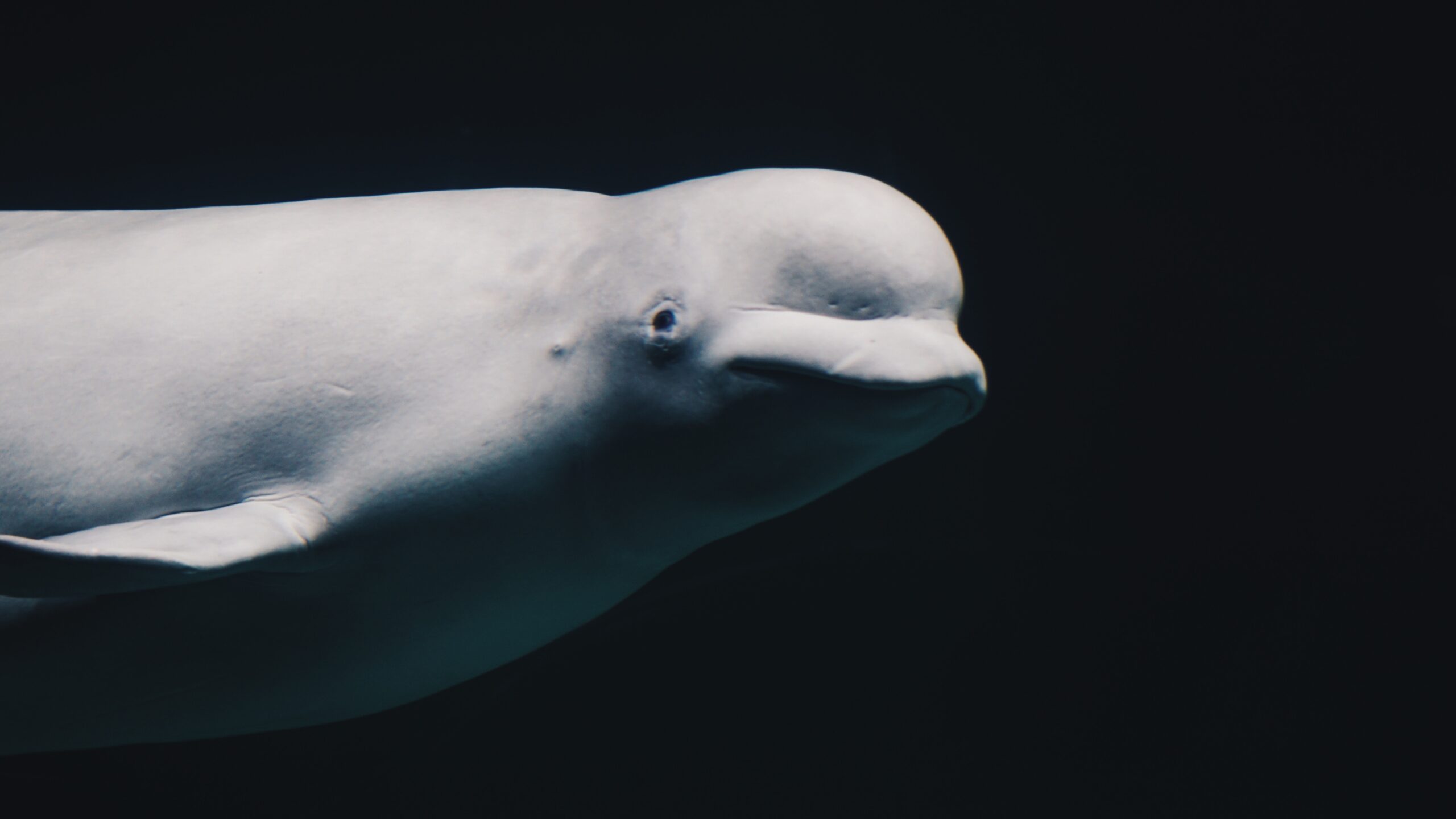 Is this the year we see a baby narluga? | Canadian Geographic