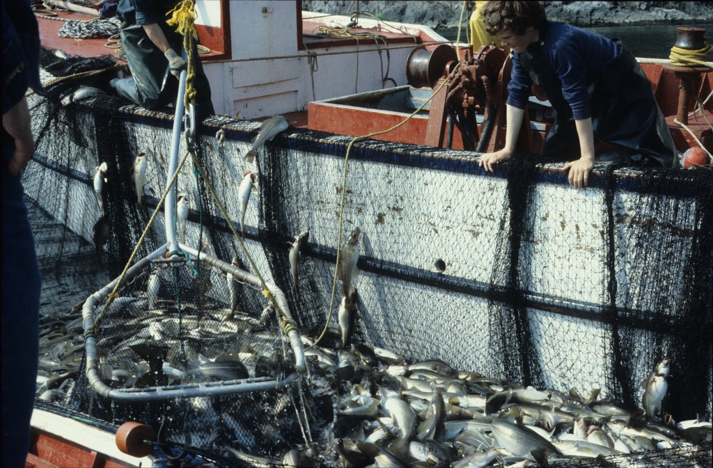 The cod delusion | Canadian Geographic