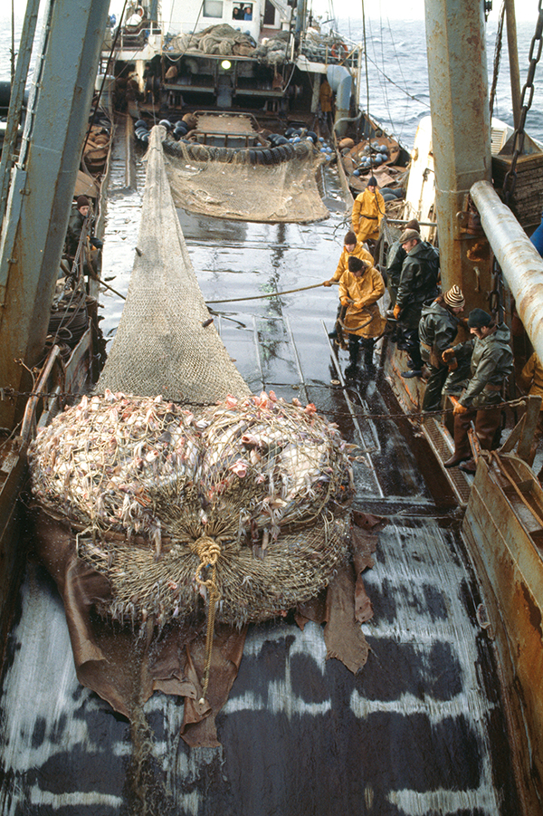 The cod delusion | Canadian Geographic