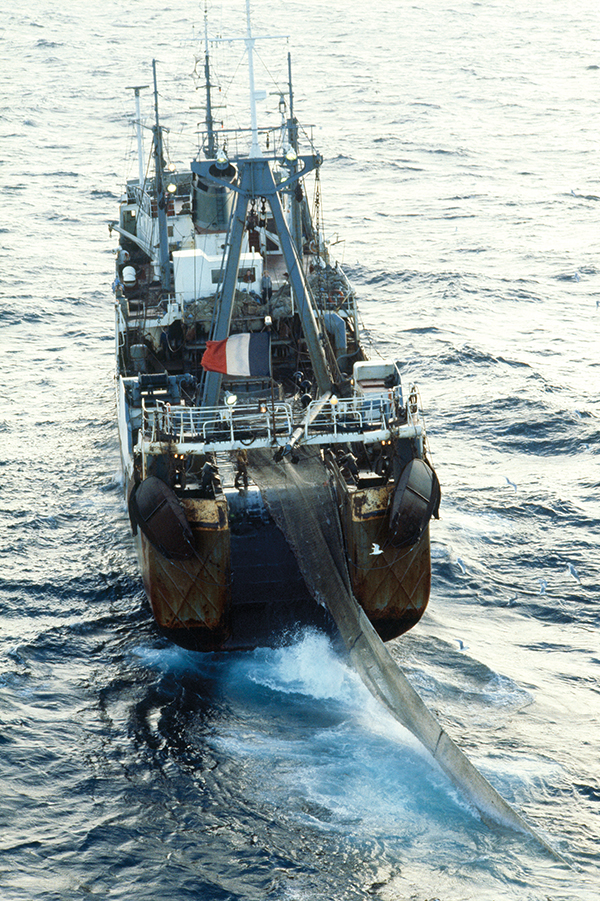 The cod delusion | Canadian Geographic