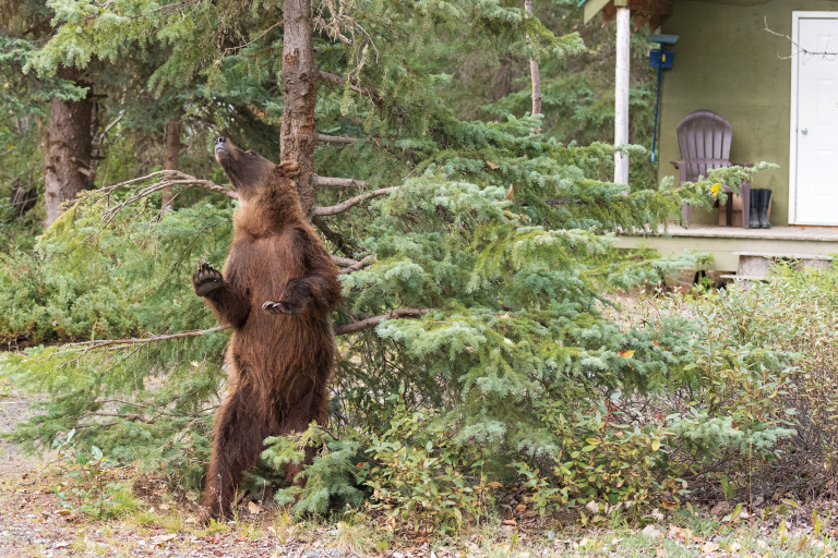 Think like a bear: learning to coexist | Canadian Geographic